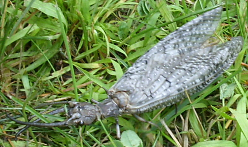 Dobsonfly - All You Need To Know - What's That Bug?