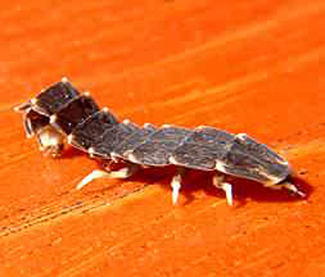 Do Fireflies Bite? Debunking Myths And Facts - What's That Bug?