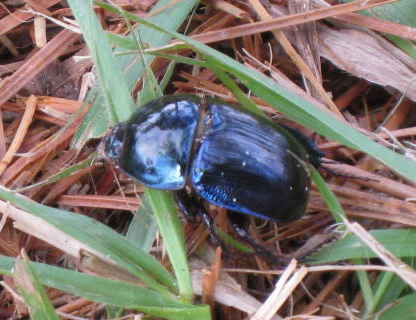 Decoding Dung Beetle Adaptations: Key Insights Revealed
