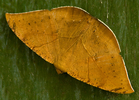 Geometer Moth: All You Need to Know in a Quick Guide - What's That Bug?