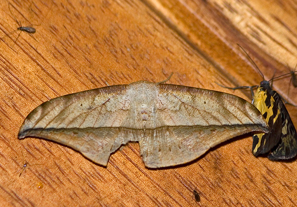 Geometer Moth: All You Need To Know In A Quick Guide - What's That Bug?