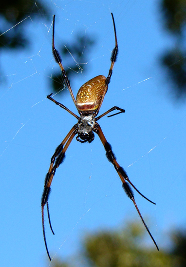 Golden Silk Spider: All You Need To Know In A Nutshell - What's That Bug?