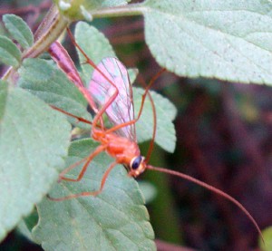 The Truth About Stump Stabber Wasps: More Bark Than Bite - What's That Bug?