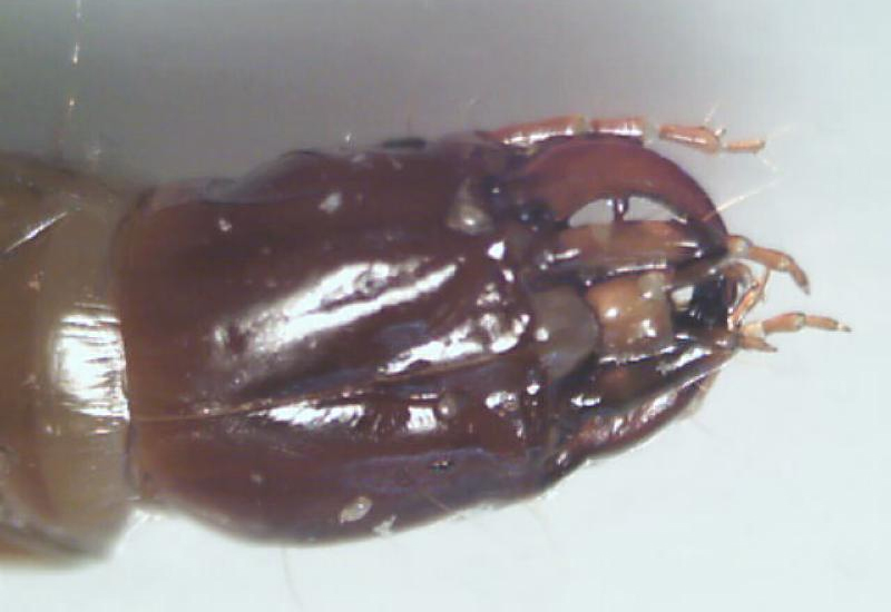 Ground Beetle: All You Need To Know For A Thriving Garden - What's That ...