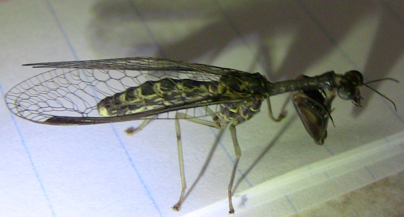 Understanding The Mantisfly: Essential Facts And Insights - What's That ...