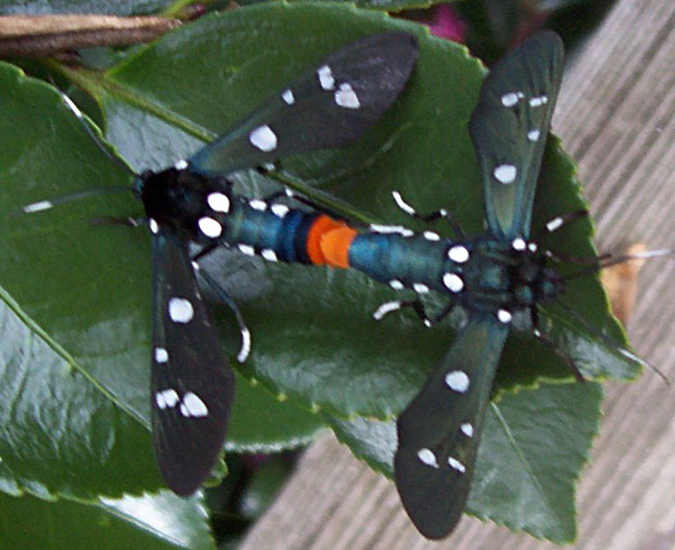 Polka Dot Wasp Moth: All You Need to Know in a Nutshell - What's That Bug?