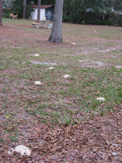 Dung Beetle Adaptations: How These Remarkable Insects Thrive - What's ...