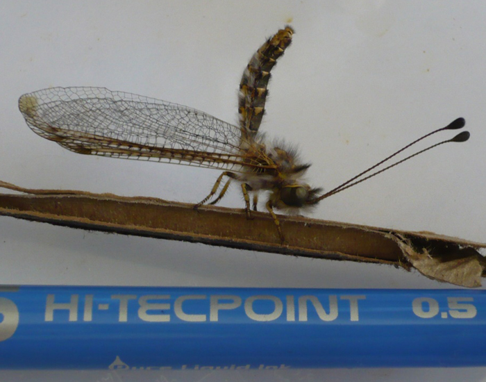 Owlfly: All You Need to Know - Quick Guide to Fascinating Facts - What ...