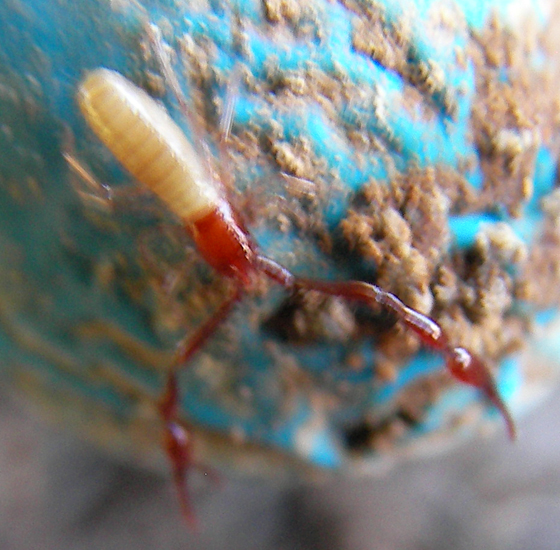 How Are Pseudoscorpions and Real Scorpions Alike? Unraveling the ...