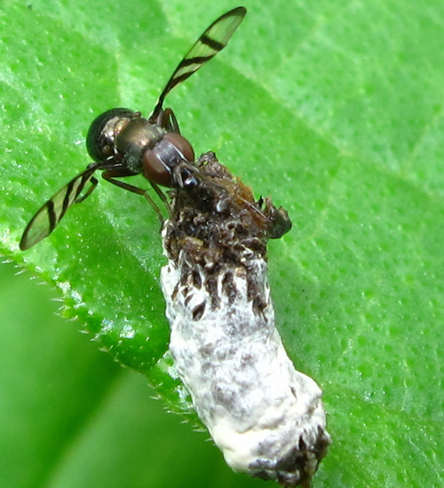 Picture Winged Fly Facts: Unveiling the Tiny Insect's World - What's ...