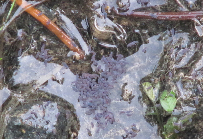 Aquatic Springtails - What's That Bug?