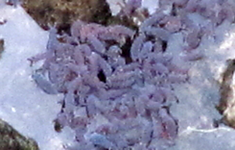 Aquatic Springtails - What's That Bug?