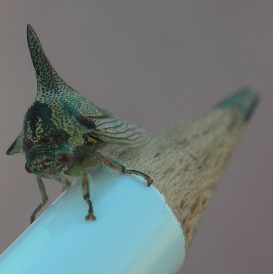 What Do Treehoppers Eat? Discover Their Unique Diet! - What's That Bug?