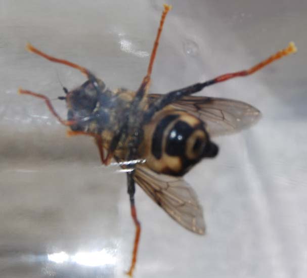 Why Do Hoverflies Hover? And How Do They Do It? - What's That Bug?