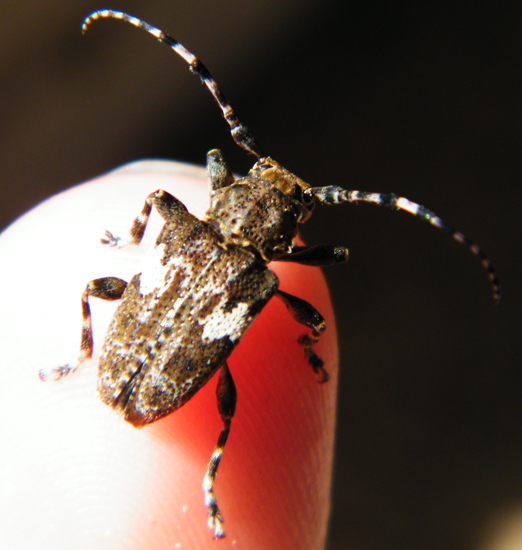 Flat-Faced Longhorn Beetle: Quick Guide To Identification And Facts ...