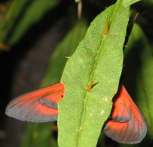 Tiger Moth: All You Need to Know in a Nutshell - What's That Bug?
