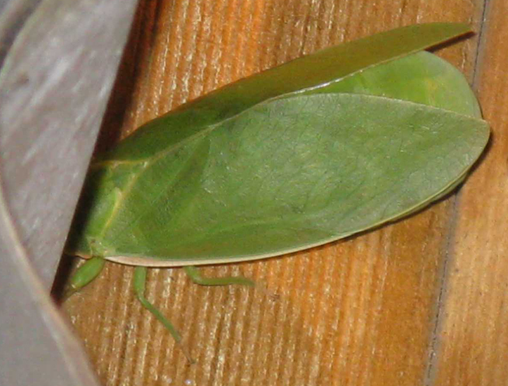 Cicada Life Cycle: Unveiling Nature's Mysterious Insects - What's That Bug?