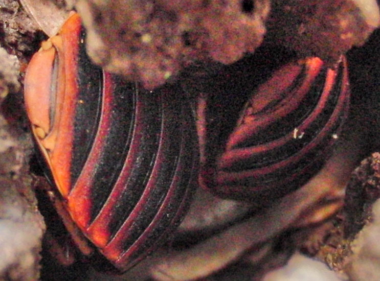Cape Mountain Cockroaches From South Africa What s That Bug cape-mountain-cockroaches-from-south-africa-what-s-that-bug