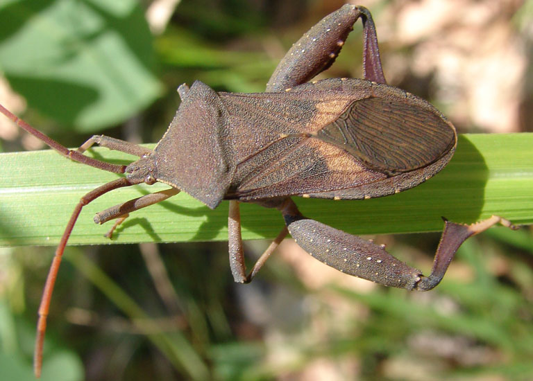 Are Leaf Footed Bugs Bad for Plants? Get the Facts Here! - What's That Bug?