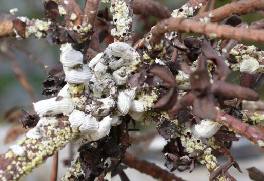 Cottony Cushion Scale: Comprehensive Guide in a Nutshell - What's That Bug?