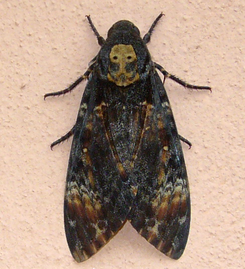 Deaths Head Hawk Moth: Quick Guide For Curious Minds - What's That Bug?