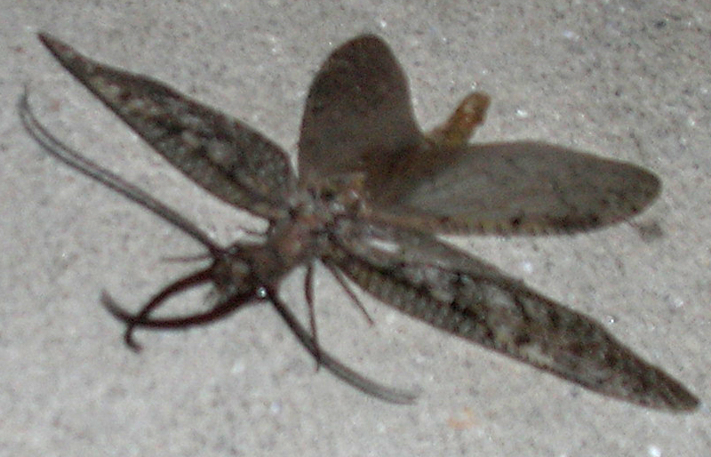 Dobsonfly - All You Need To Know - What's That Bug?