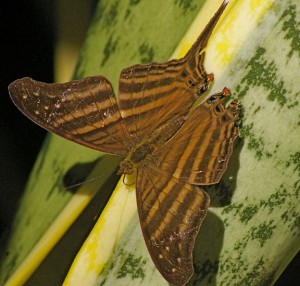 American Dagger Moth: All You Need To Know In A Quick Guide - What's ...