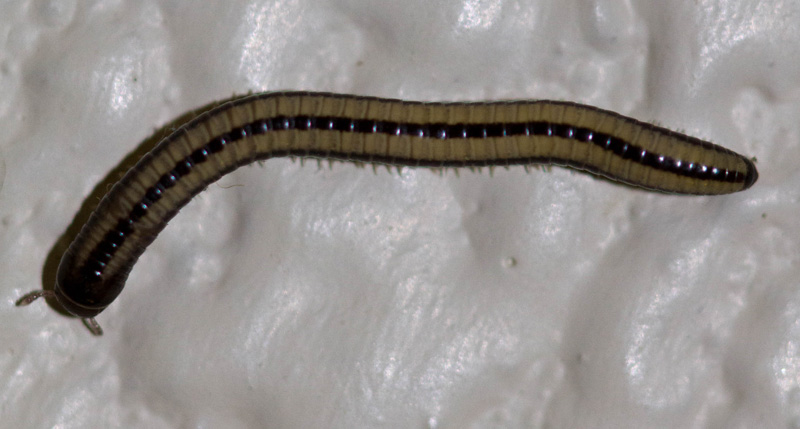 Millipede from Hawaii - What's That Bug?