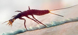 Stonefly: All You Need To Know In A Nutshell - What's That Bug?