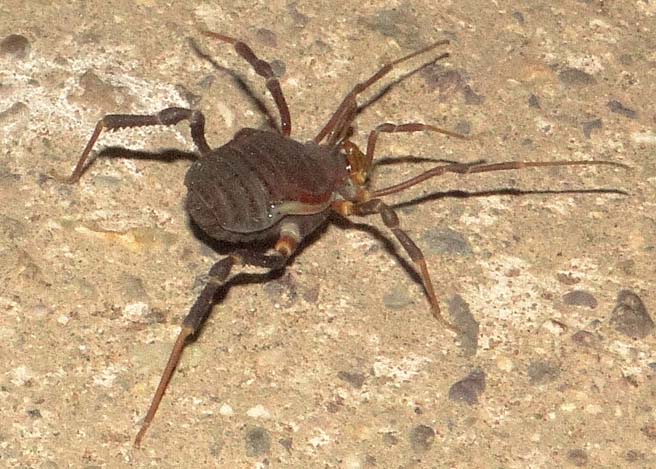 Others without significant fossil record, briefly mentioned: