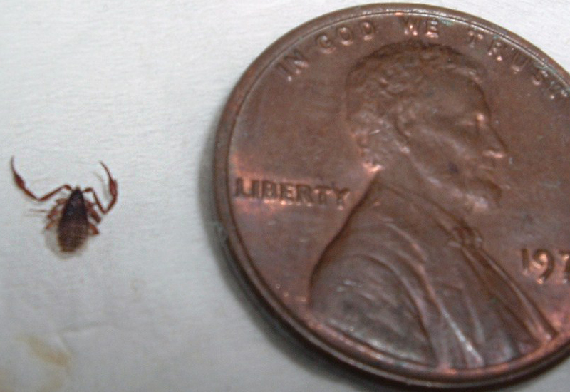 How Are Pseudoscorpions and Real Scorpions Alike? Unraveling the ...