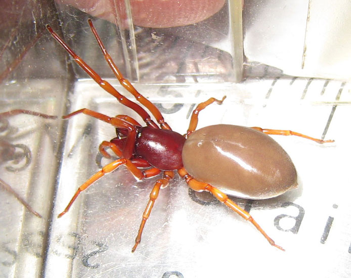 Do Sowbug Killer Spider Bite? Exploring the Facts and Myths - What's ...