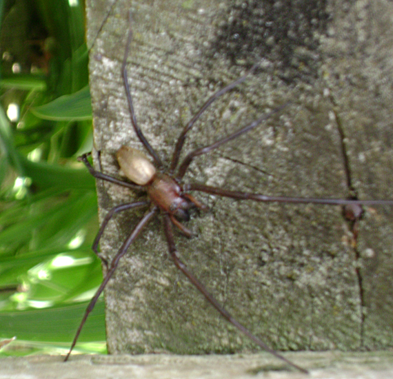Sheetweb Spider: All You Need to Know in a Friendly Guide - What's That ...