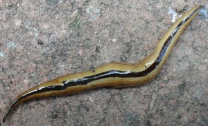 Flatworm: All You Need To Know For A Fascinating Insight - What's That Bug?