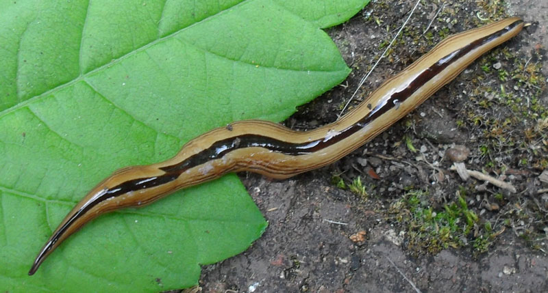 Flatworm: All You Need To Know For A Fascinating Insight - What's That Bug?
