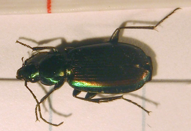 Caterpillar Hunters: Effective Natural Solutions For Pest Management ...