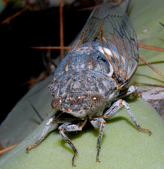 Cicada Life Cycle: Unveiling Nature's Mysterious Insects - What's That Bug?