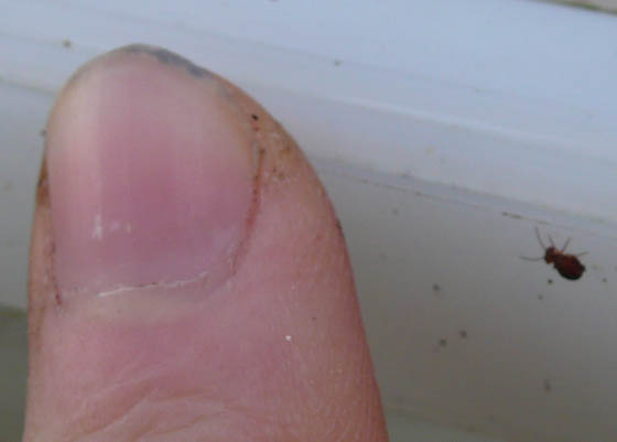 How to Successfully Breed Springtails: A Step-by-Step Tutorial