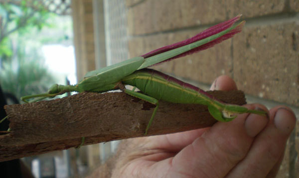 Pink Winged Stick Insect from Australia - What's That Bug?