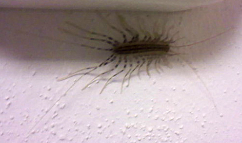 Can House Centipedes Climb Walls? Uncovering The Truth About Their ...