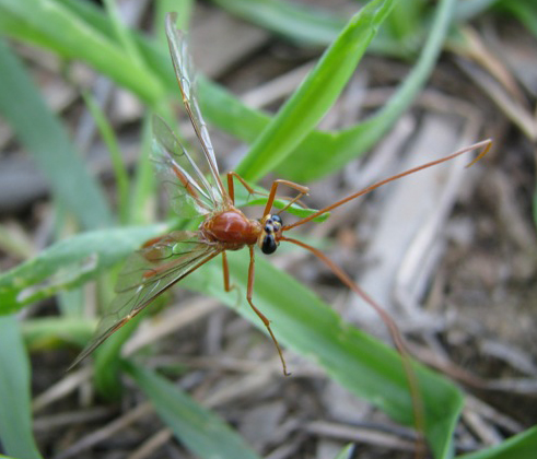 How To Get Rid Of Ichneumon Wasp: Truth Revealed - What's That Bug?