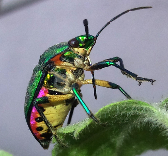 Stink Bug Spiritual Meaning: Unlocking Its Mysteries - What's That Bug?