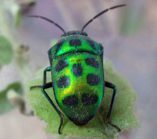 Stink Bug Spiritual Meaning: Unlocking Its Mysteries - What's That Bug?