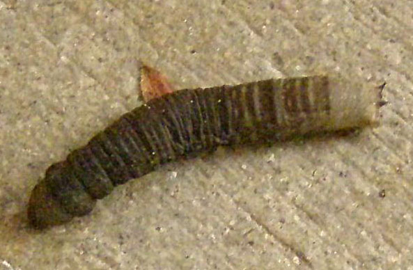 Crane Fly Species: A Comprehensive Guide to Identification