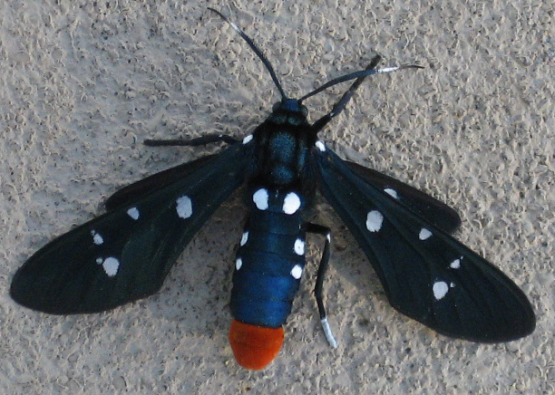 Polka Dot Wasp Moth Facts: 5 Intriguing Insights on This Colorful ...