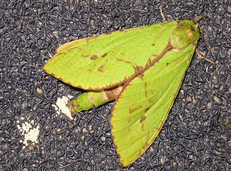 How to Take Care of Moth Eggs: A Simple Guide for Success - What's That ...