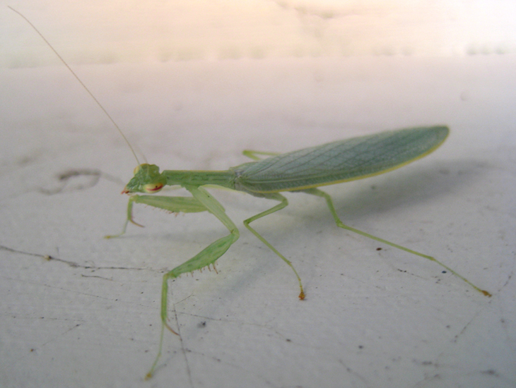Praying Mantis Diet Demystified: Learn What They Feed On