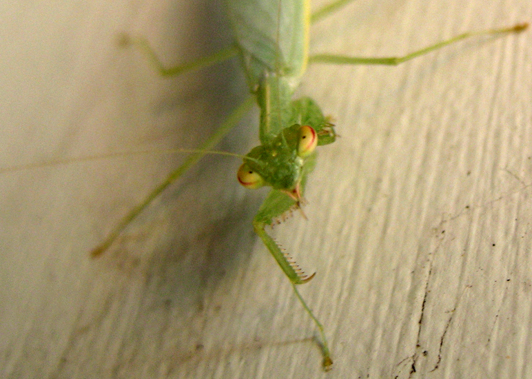 Praying Mantis Diet Demystified: Learn What They Feed On