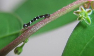 Types of Inchworms: A Friendly Guide to Identifying Your Tiny Crawlers ...