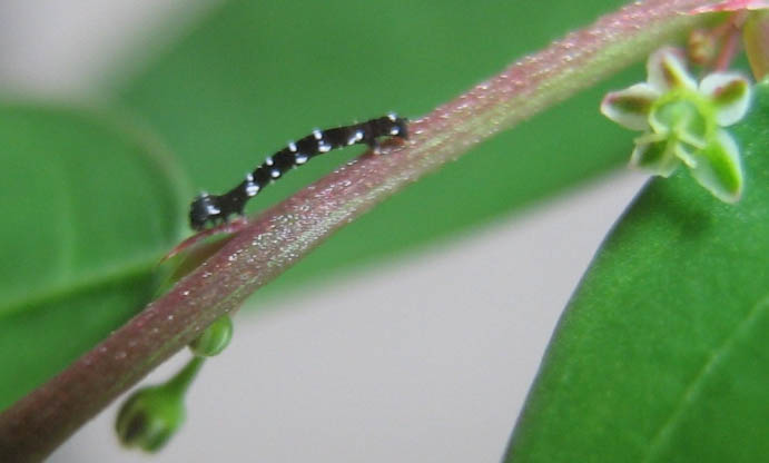 Types of Inchworms: A Friendly Guide to Identifying Your Tiny Crawlers ...
